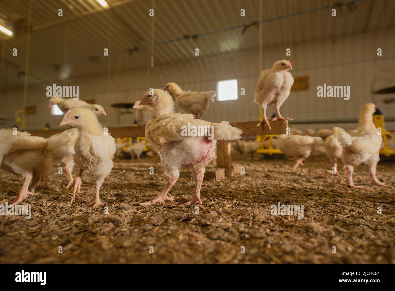 Inside farm shed hi-res stock photography and images - Alamy