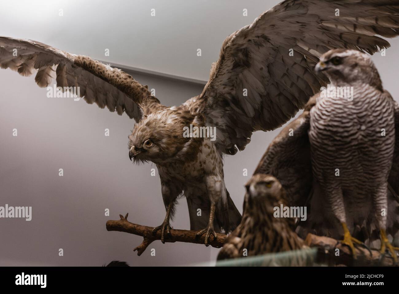 Chicken hawk hi-res stock photography and images - Alamy