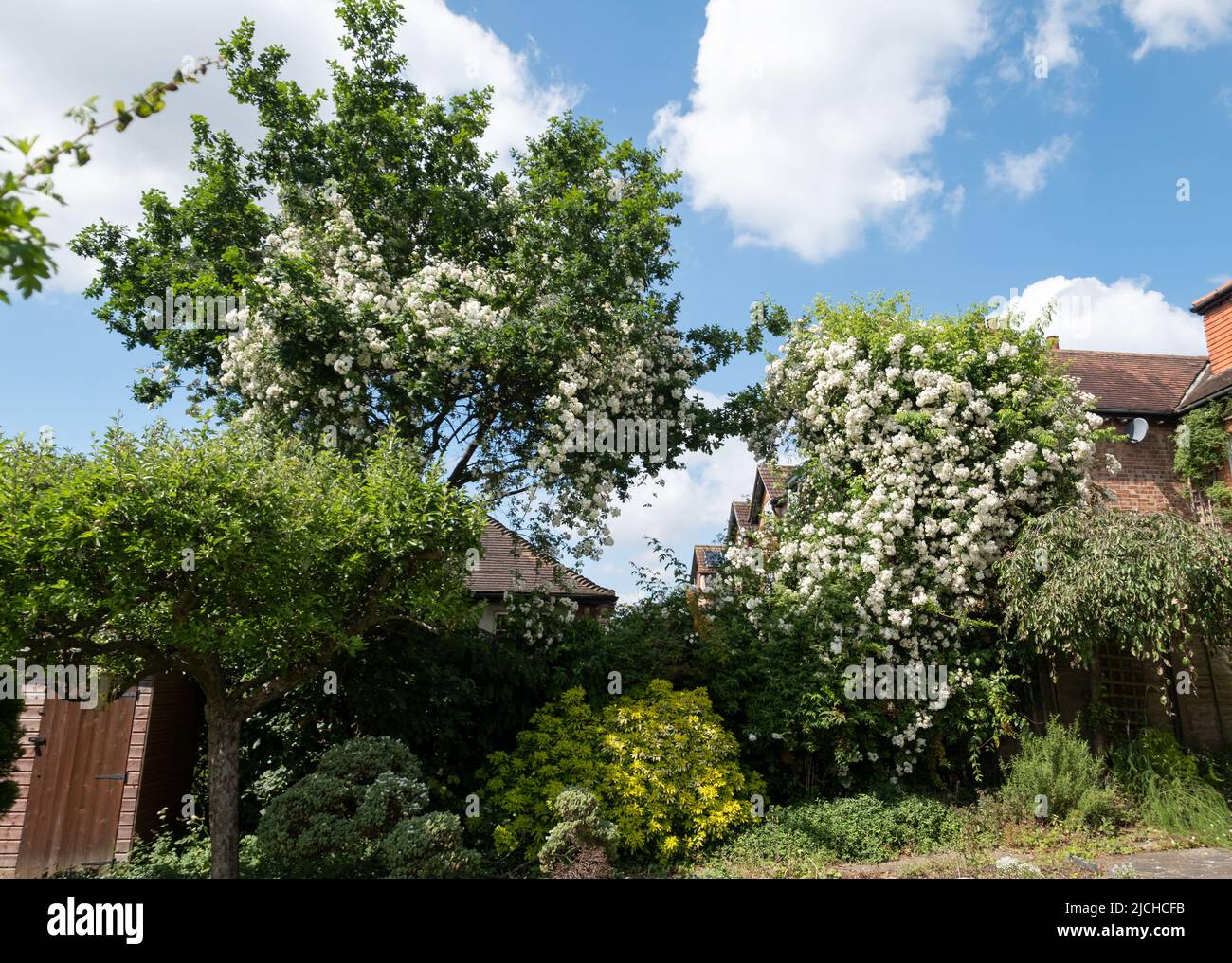 Vigorous rambling rose with white flower heads. The rampant rose plant ...