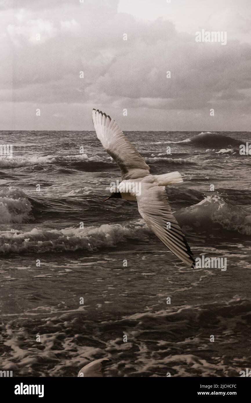 A white seagull with open wings flies by the sea. Waves with white foam ...