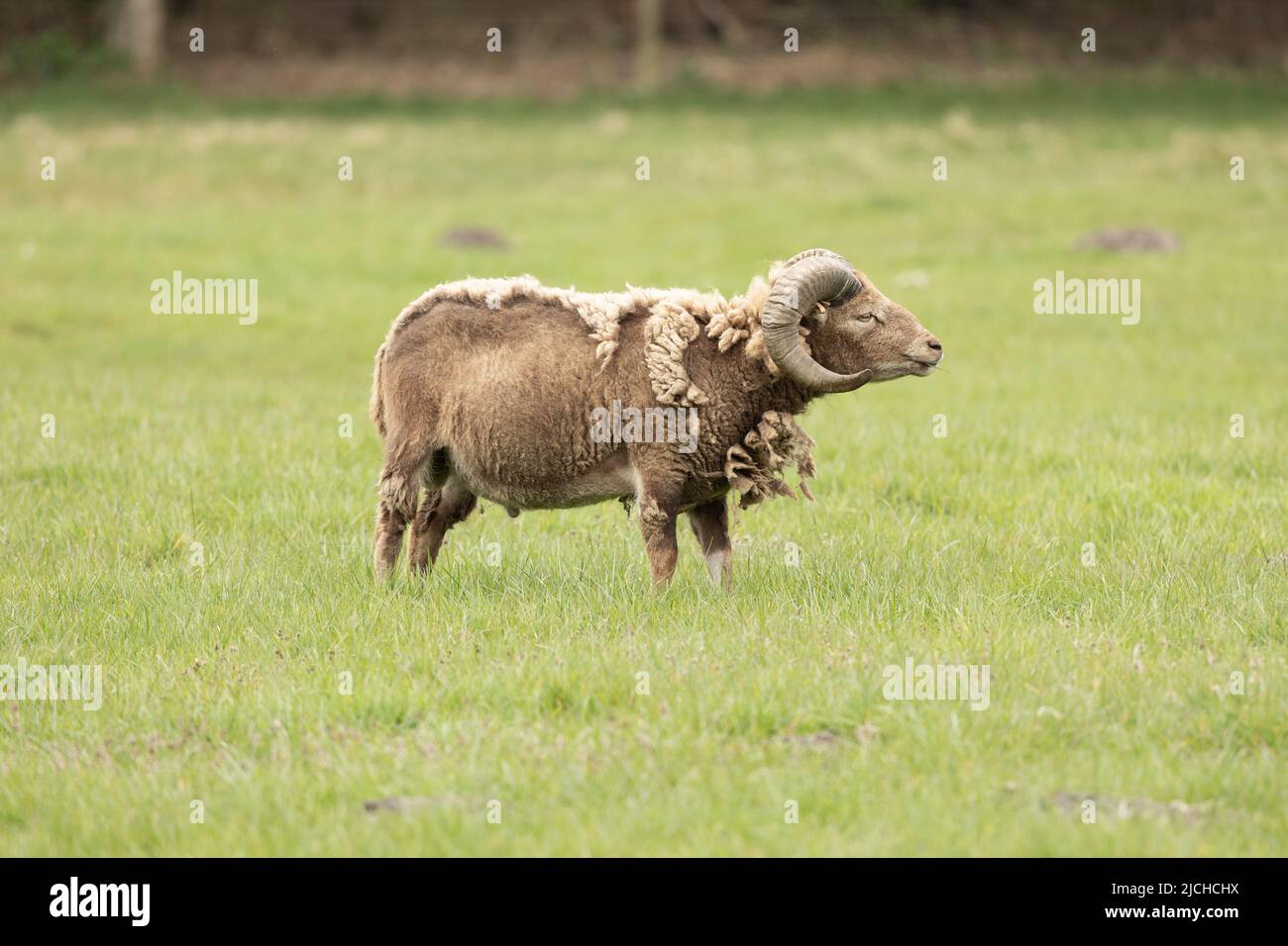 sheep ram with large horns and scruffy fleece Stock Photo - Alamy