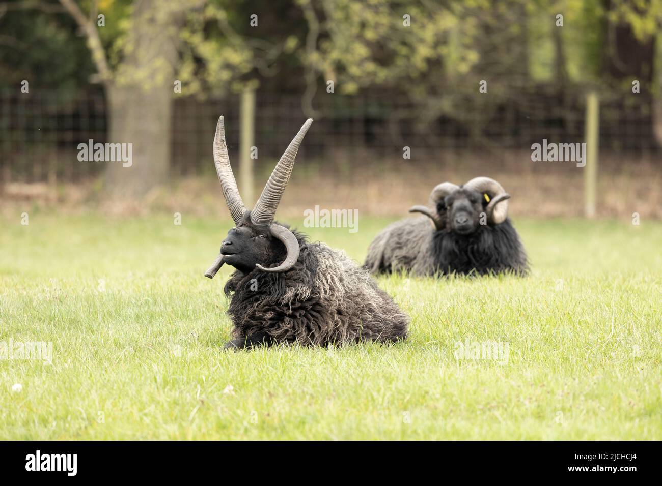 domestic Jacob sheep (Ovis aries) with spectacular horns Stock Photo ...