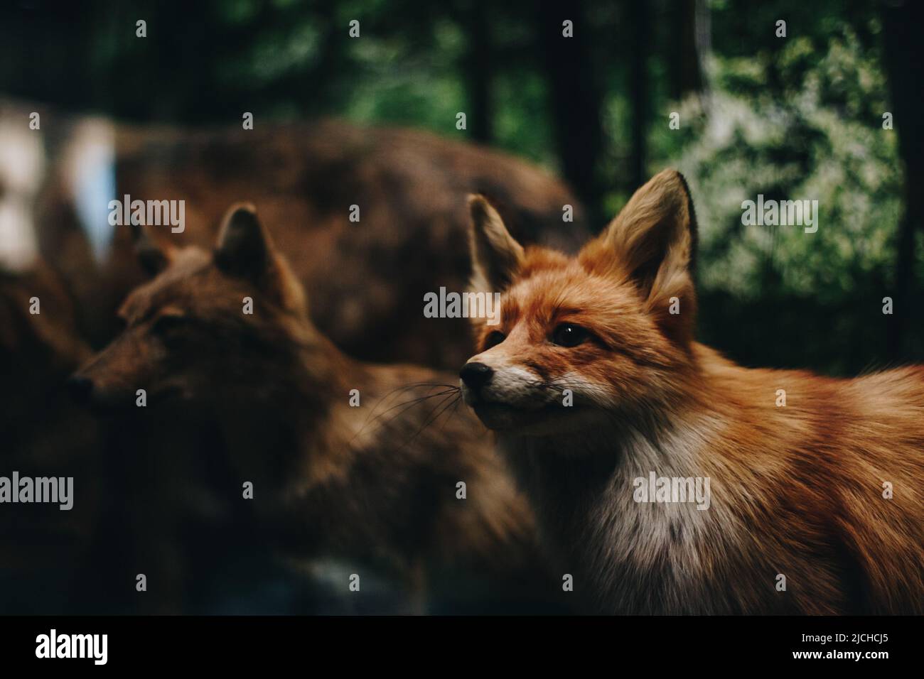 Fox looking up hi-res stock photography and images - Alamy