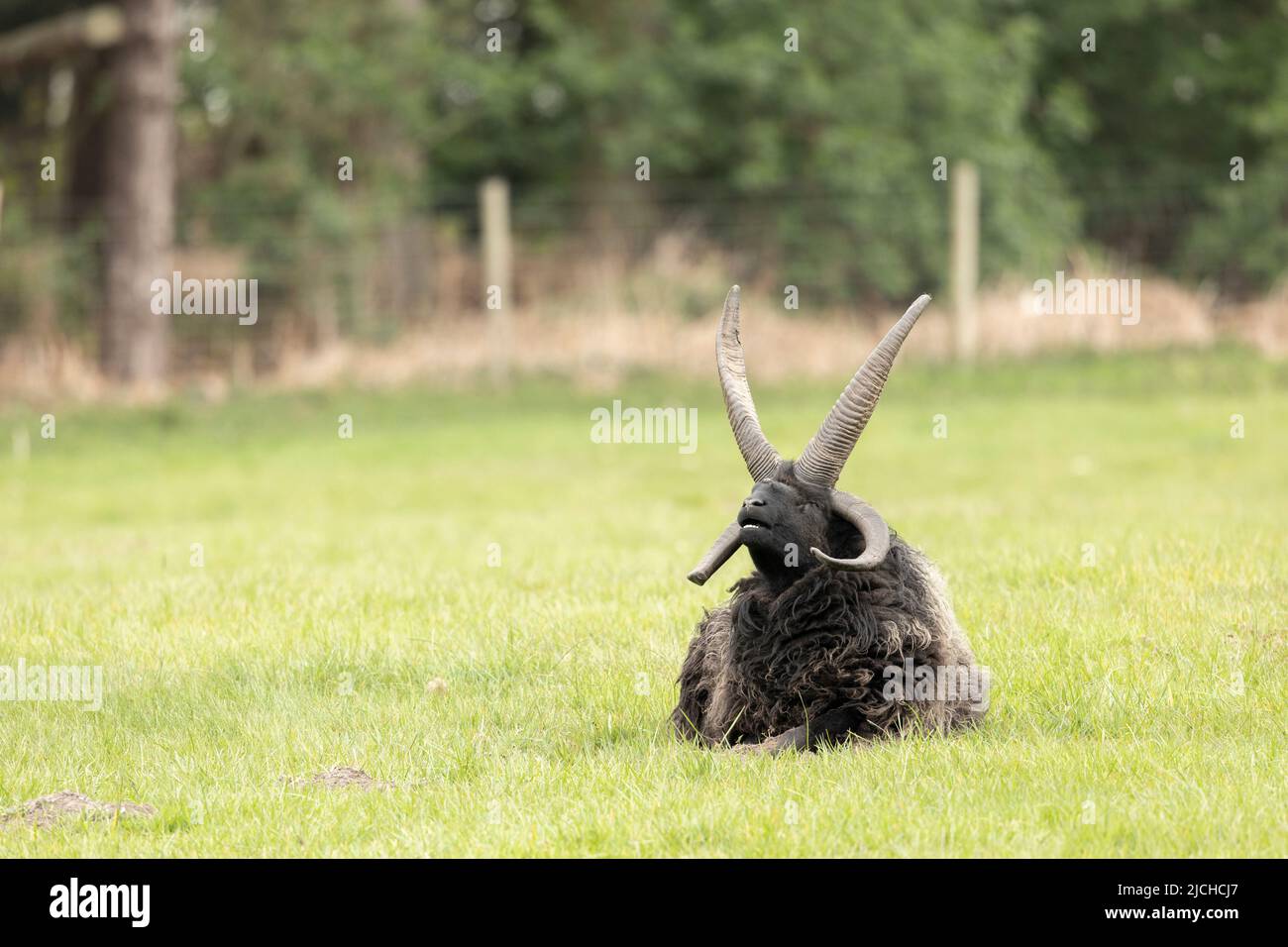 Sheep horns hi-res stock photography and images - Alamy