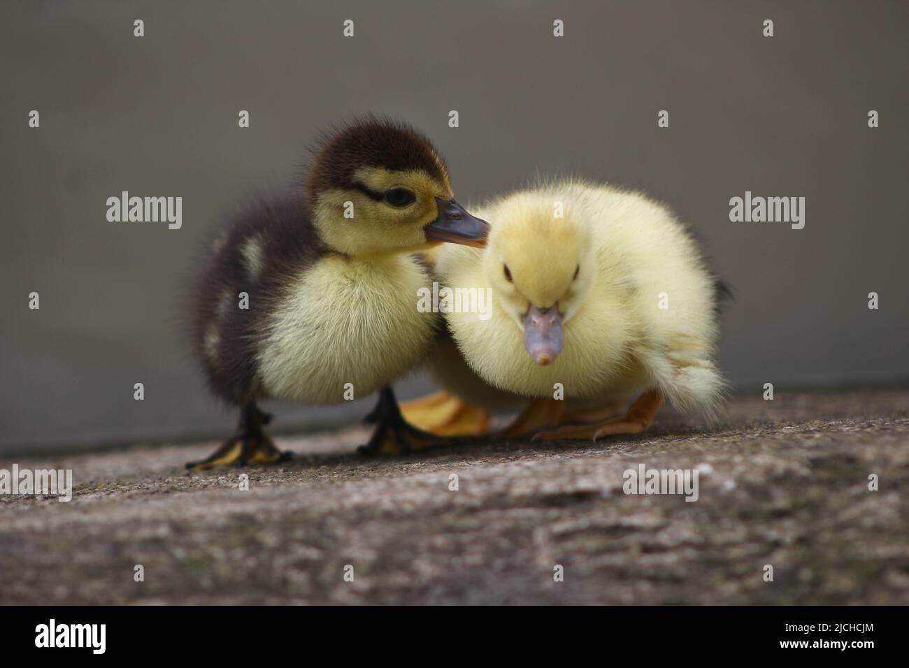 Kiss the duck hi-res stock photography and images - Alamy