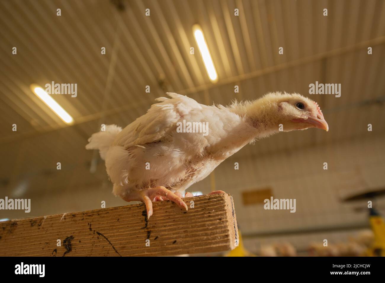Young chickens in poultry shed, organic farm, Wales, UK Stock Photo - Alamy