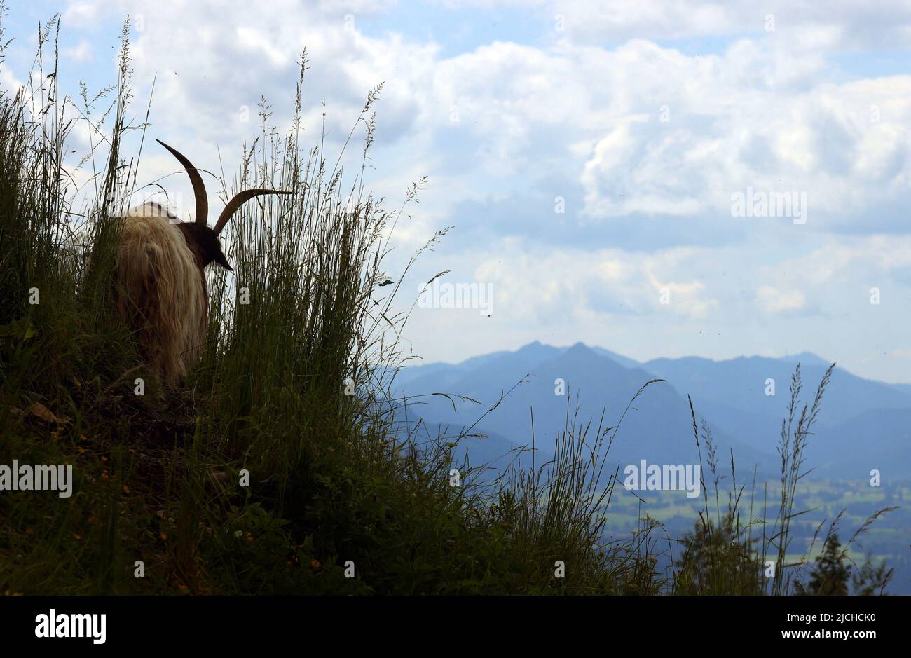 Buching, Germany. 13th June, 2022. A goat grazes on a meadow at ...