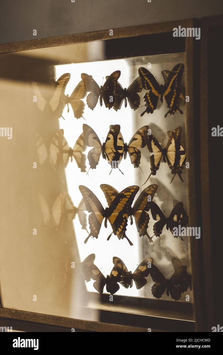 Butterflies behind a glass showcase in the museum Stock Photo - Alamy