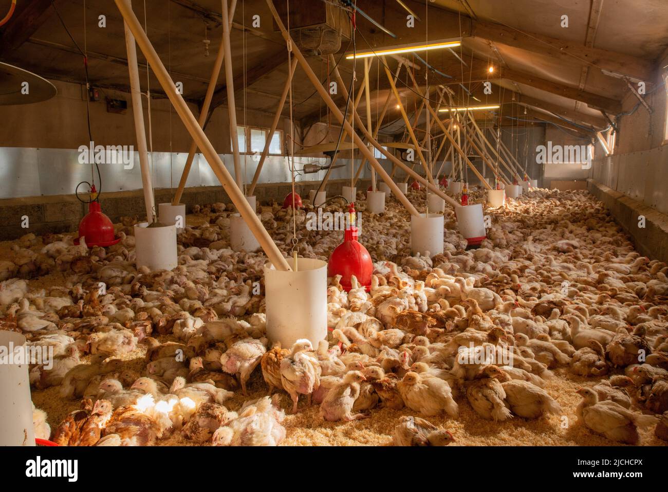 Chickens intensive farming uk hi-res stock photography and images - Alamy