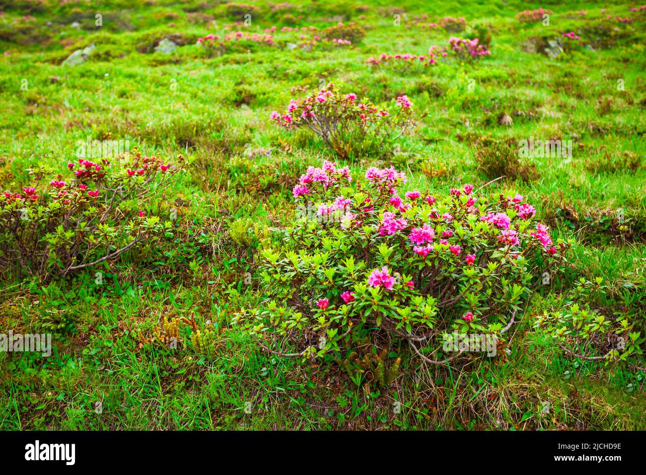 Alpine landscape, Lauterbrunnen valley panoramic view, Bernese Oberland ...