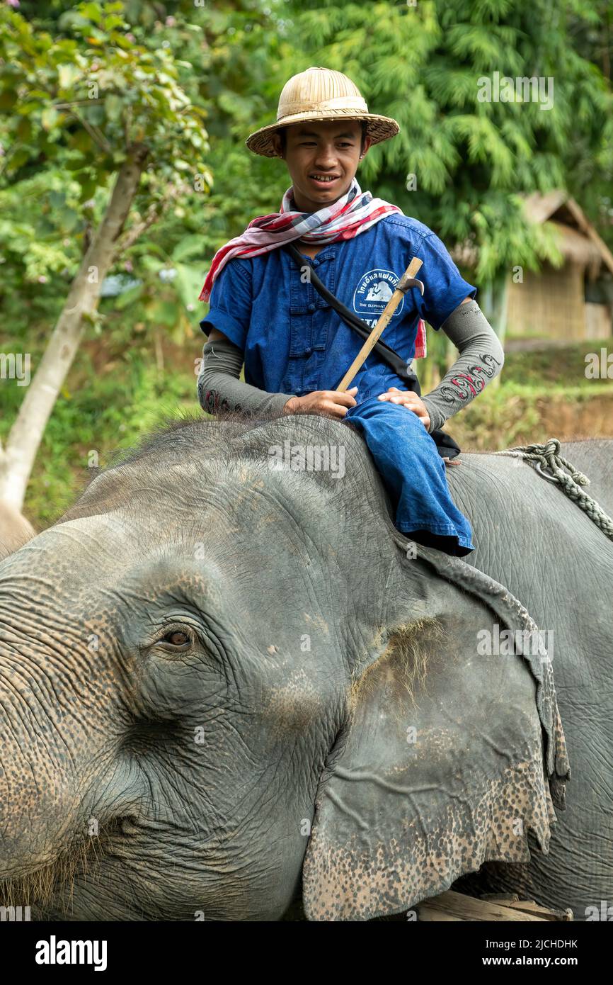 Mahout on Asian elephant (Elephas maximus), Thai Elephant Home elephant ...