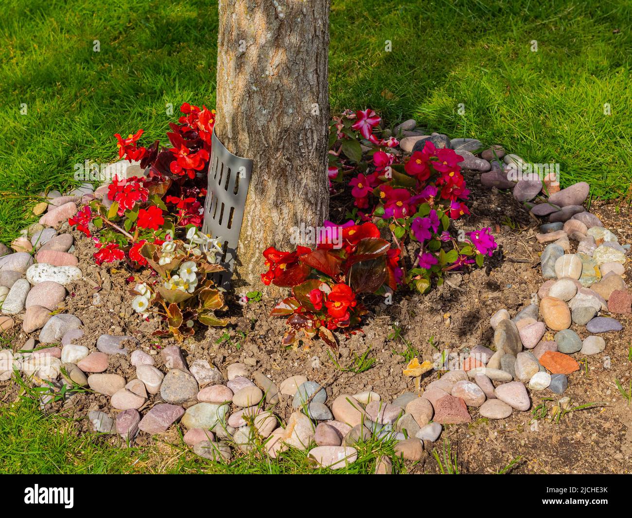 Flower garden planted around a tree in a circle gardening. Circular ...