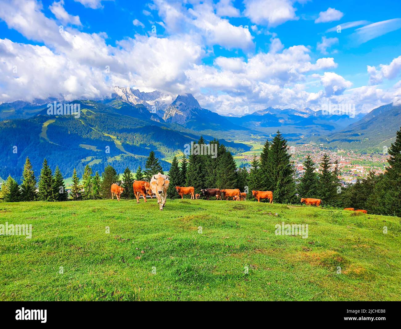 Garmisch partenkirchen cow hi-res stock photography and images - Alamy