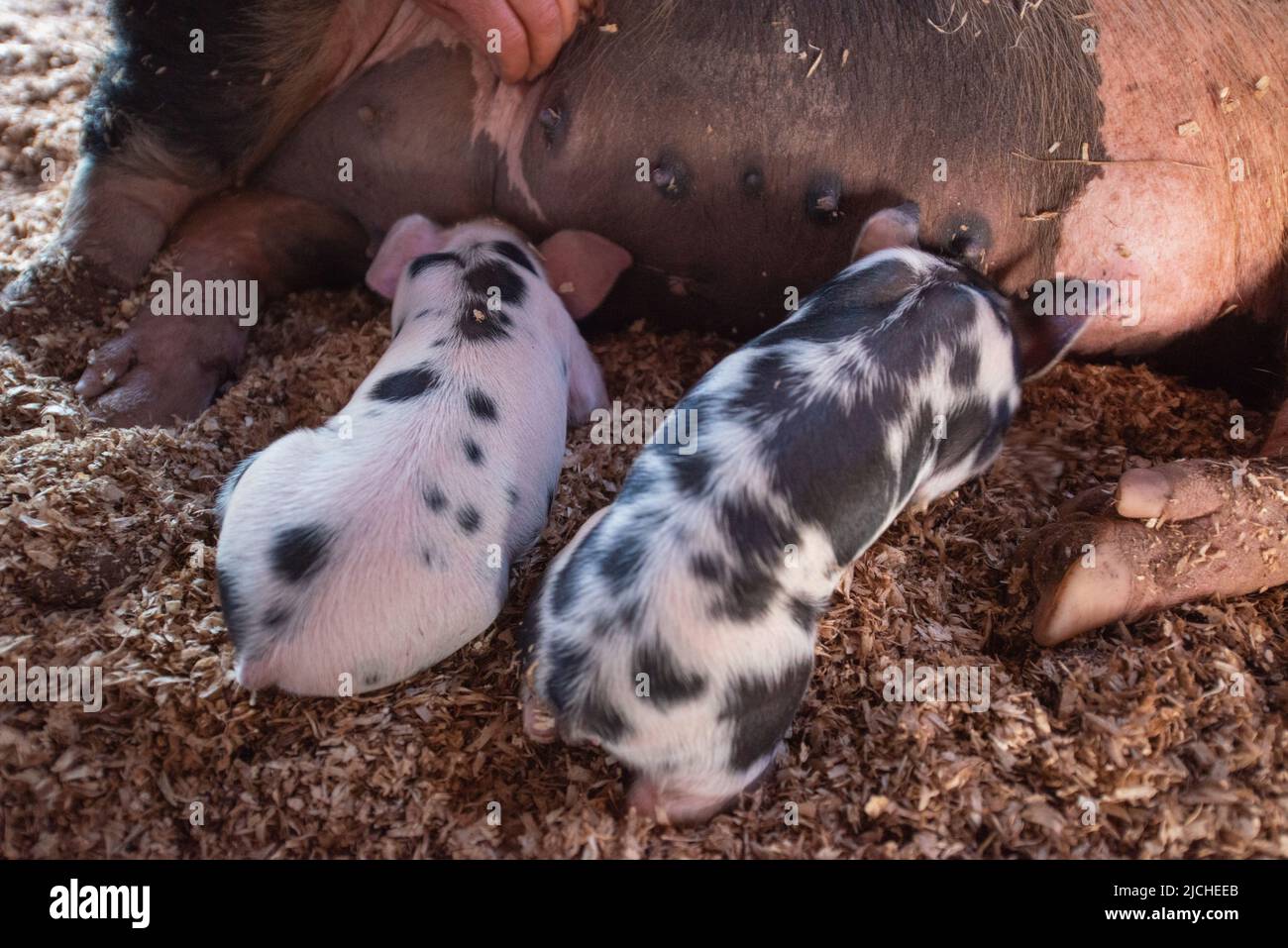 Pigsty sow piglet hi-res stock photography and images - Alamy