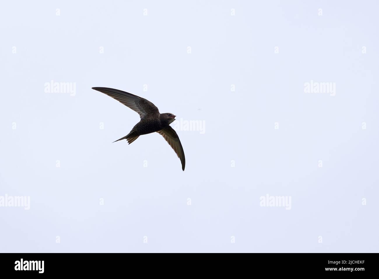 Common swift bird in flight catching insect (Apus apus Stock Photo - Alamy
