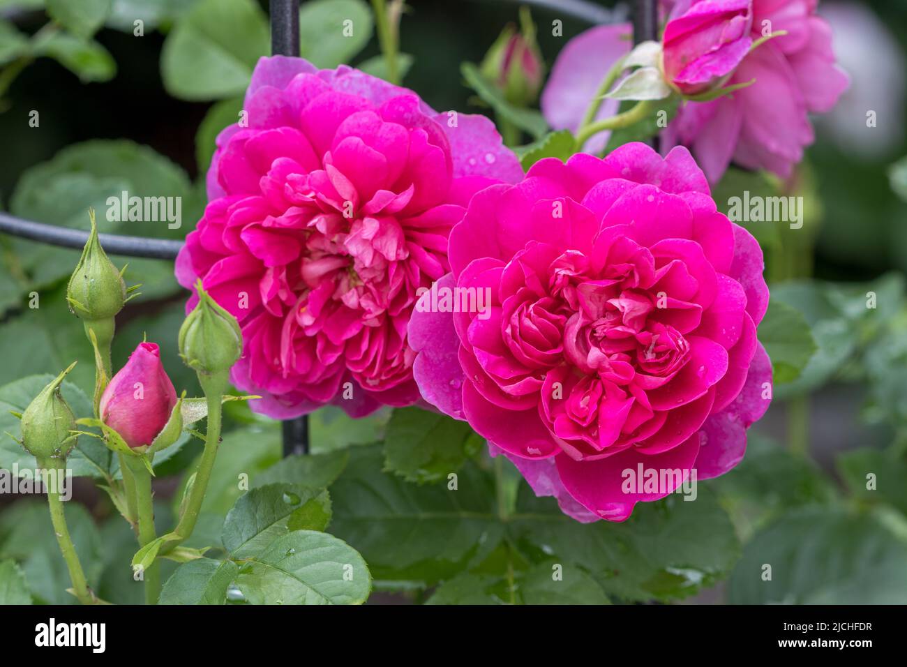 pink english rose Princess Anne macro Stock Photo - Alamy