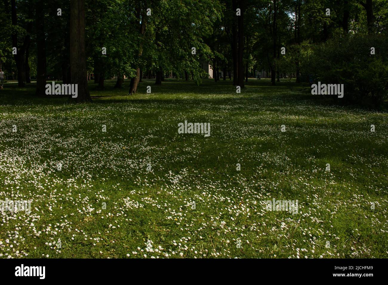 Beautiful park landscape on a summer day with grass trees and grass in ...