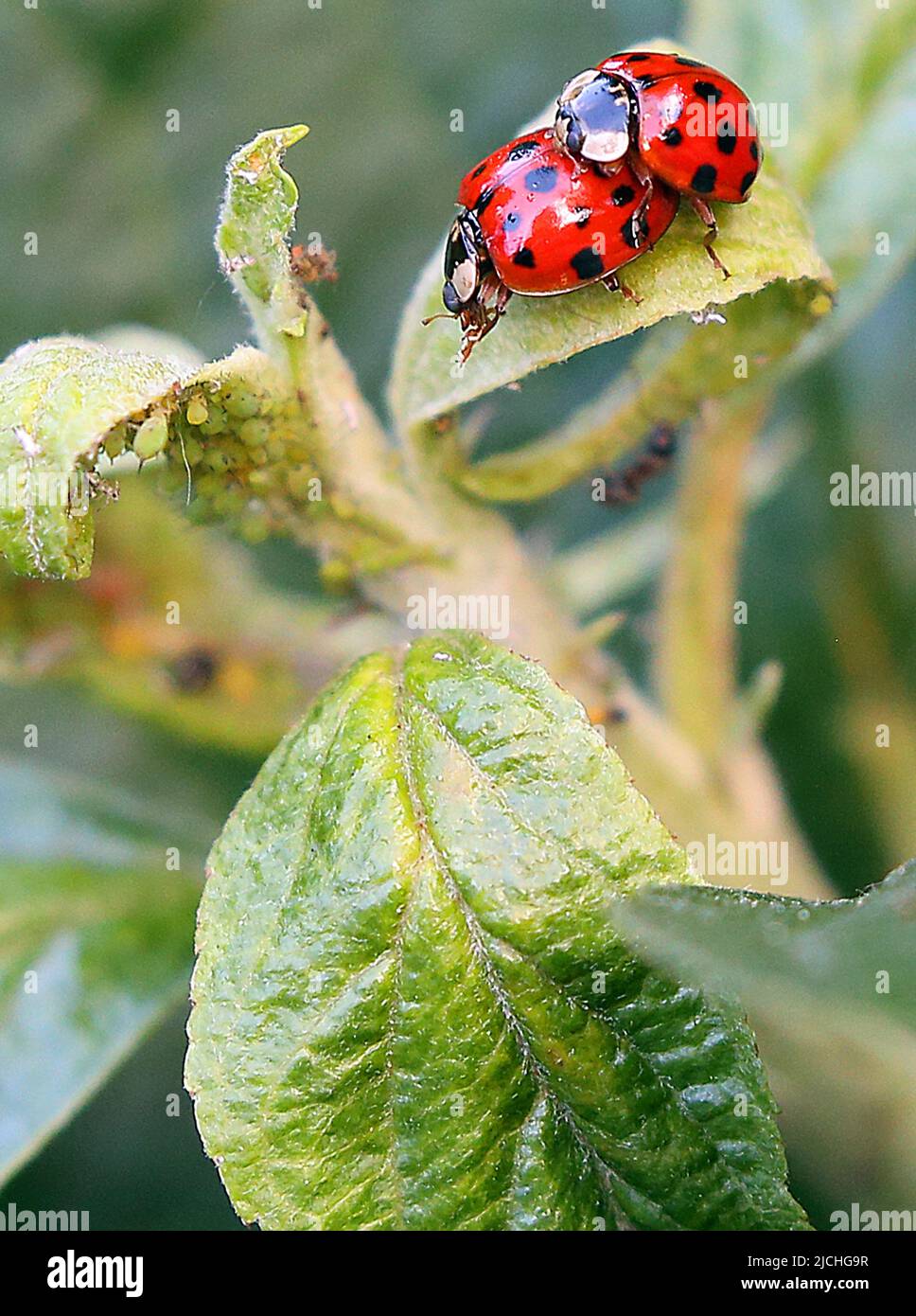 Berlin, Germany. 13th June, 2022. Two ladybugs sit on the young shoots ...