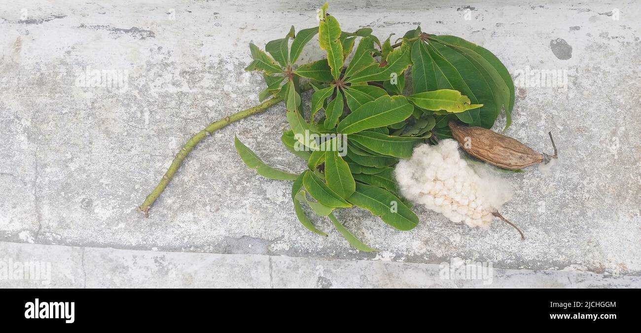Gossypium mustelinum hi-res stock photography and images - Alamy