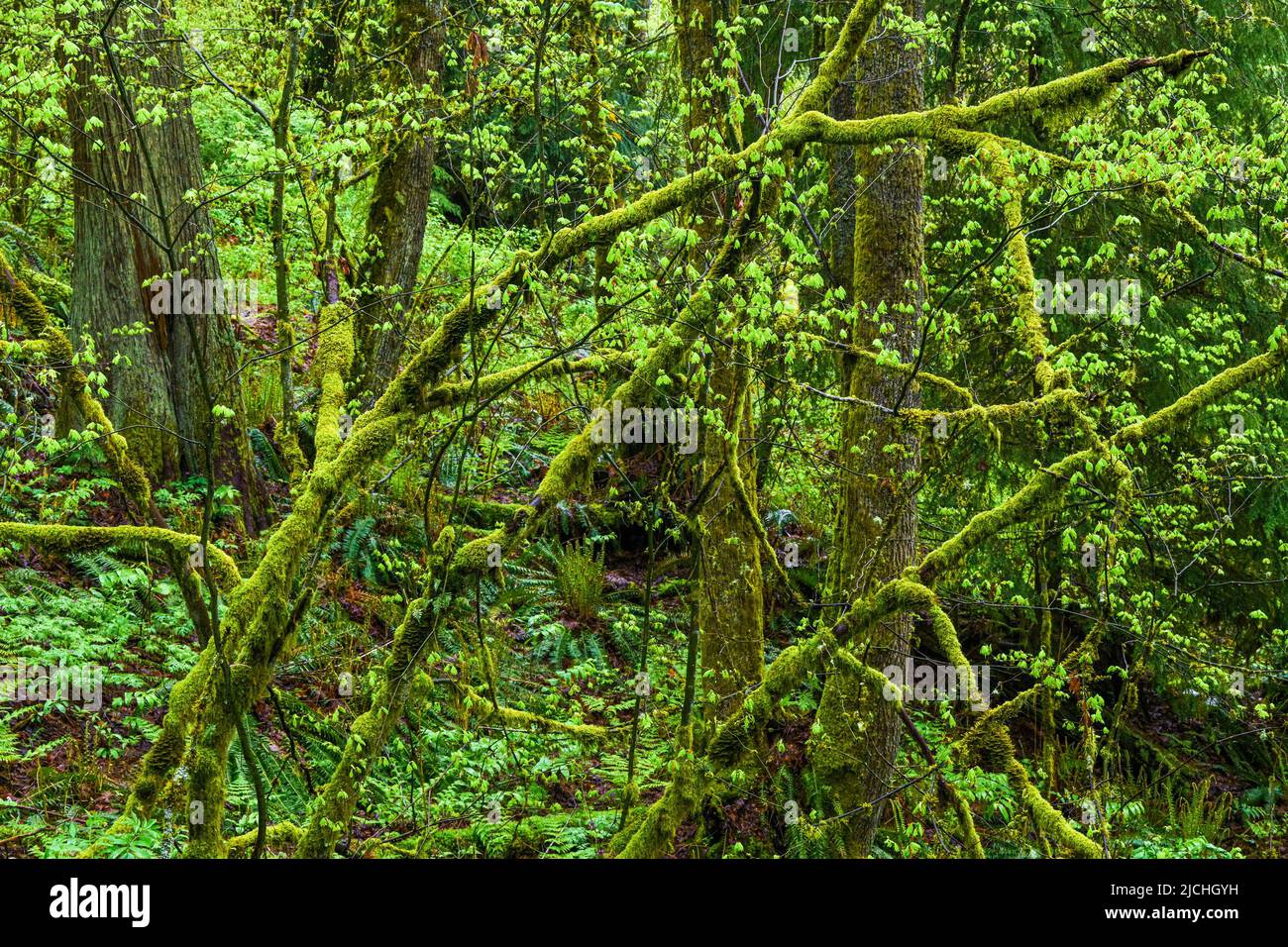 Vine Maple trees, Burnaby Mountain Park, Burnaby, British Columbia ...