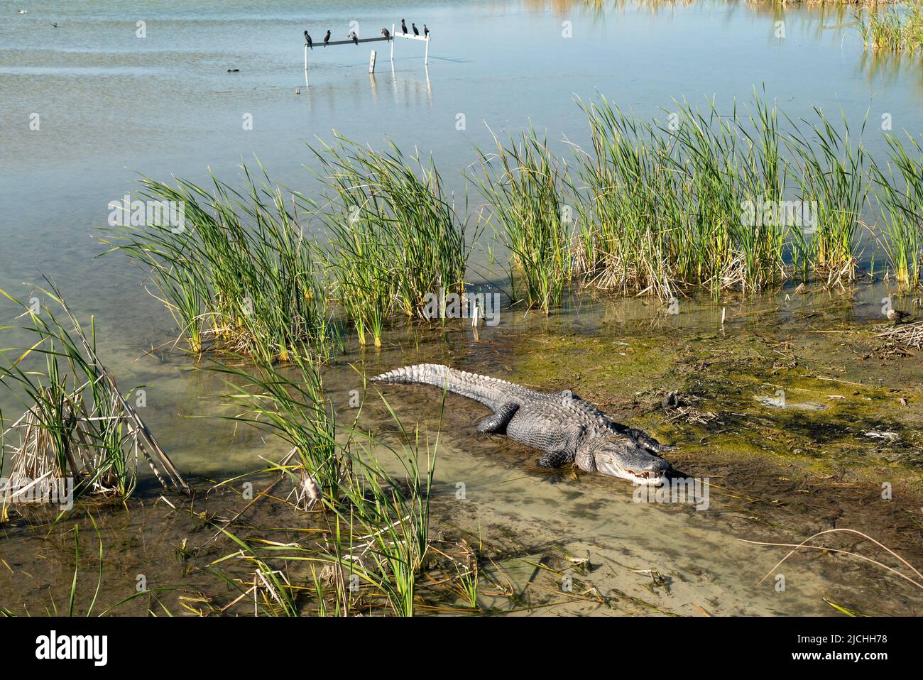 Alligator in mud hi-res stock photography and images - Alamy