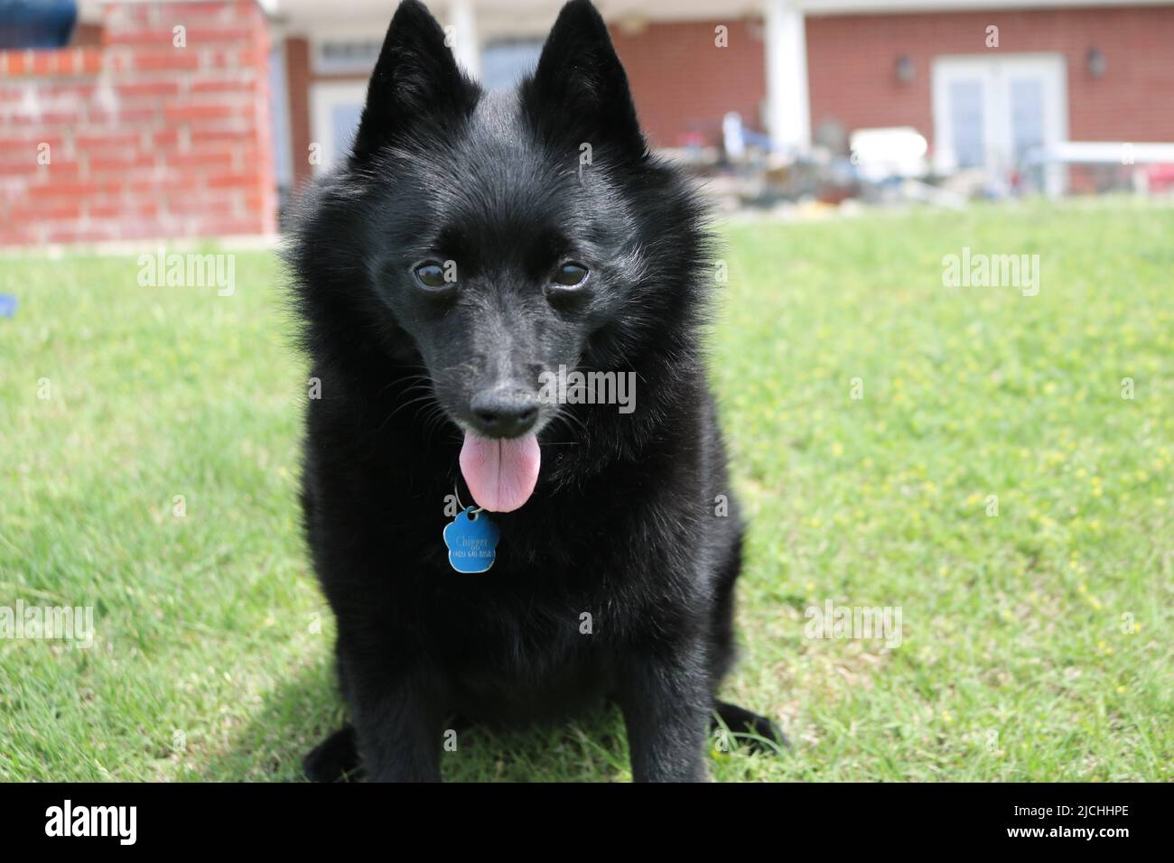 Schipperke Mix Puppies
