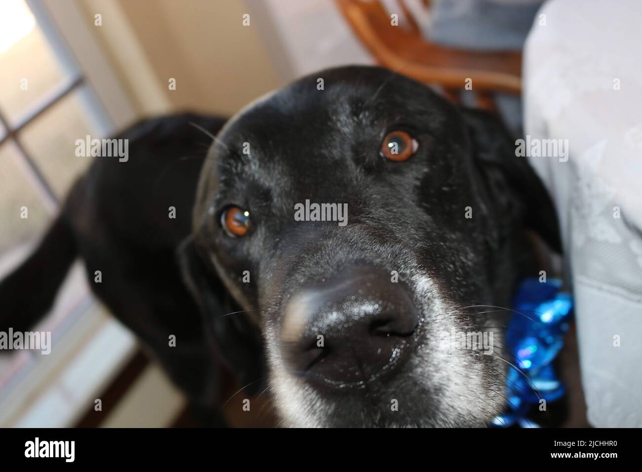 Cute black lab wearing a Christmas bow close up Stock Photo - Alamy