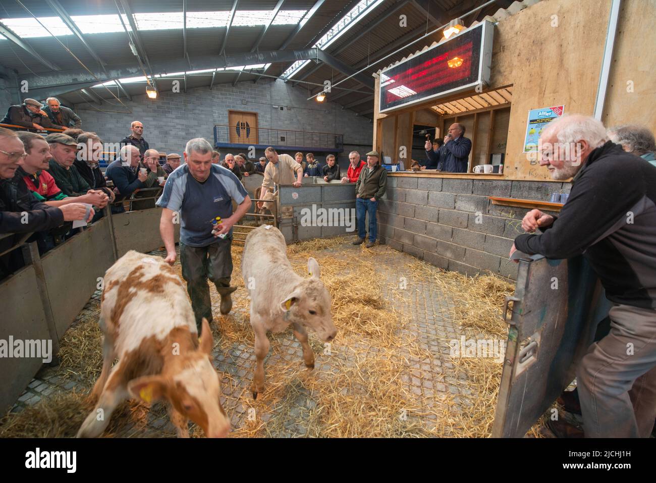 Cattle being auctioned in ring, Carmarthen Livestock Mart ...