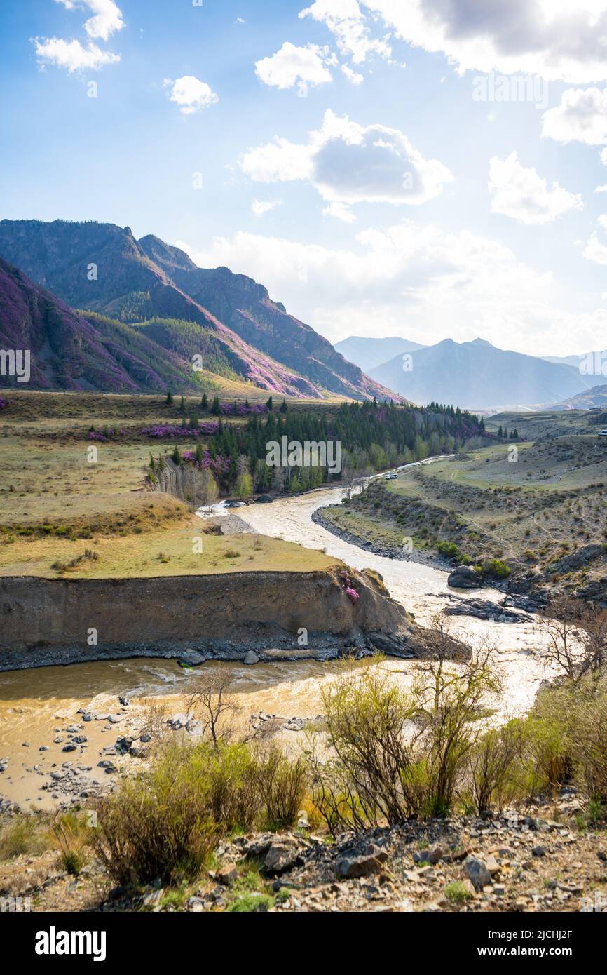 Mountain landscapes with Chui river and spring blooming of pink flowers ...
