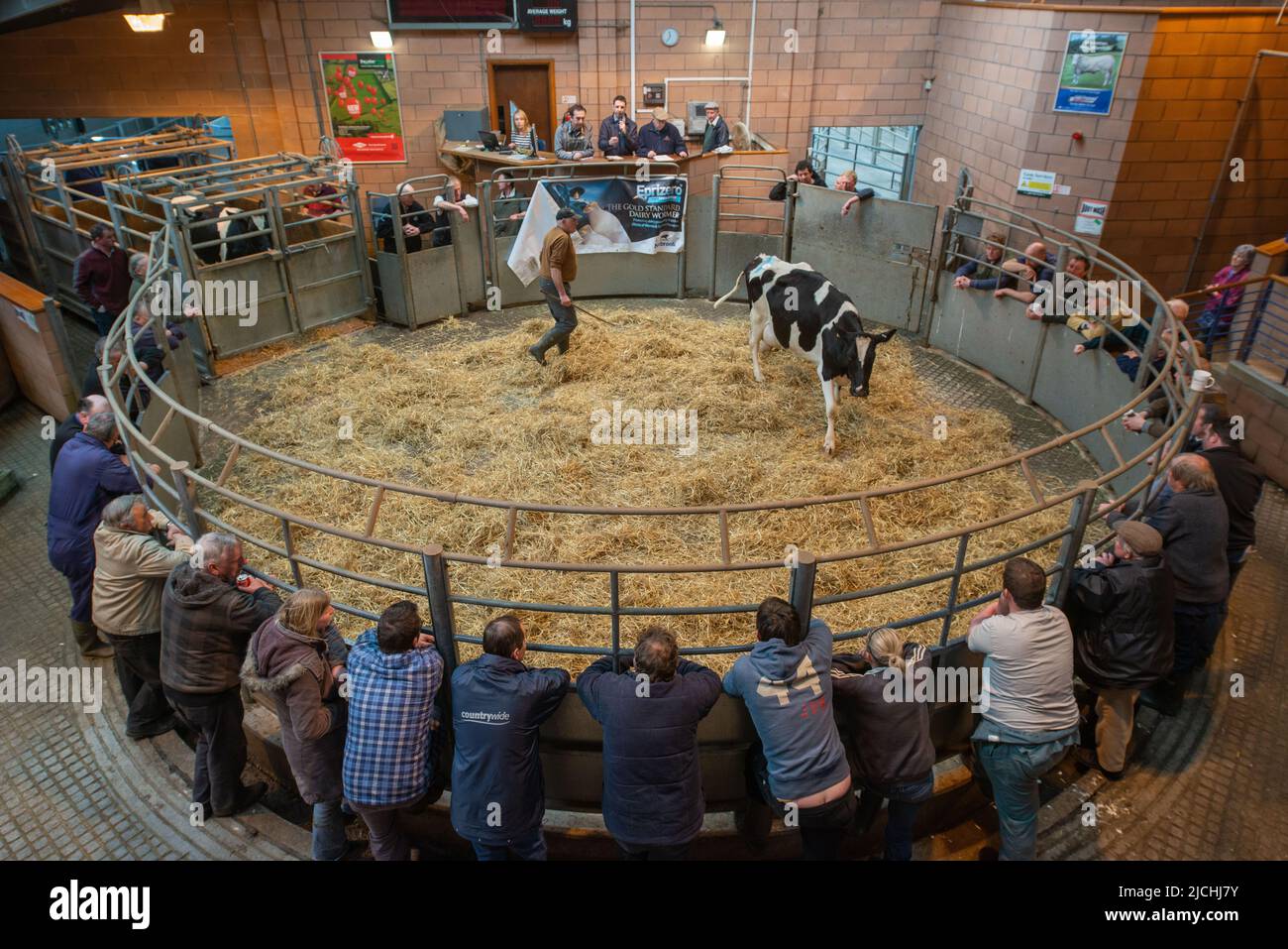 Cattle auction uk hi-res stock photography and images - Alamy