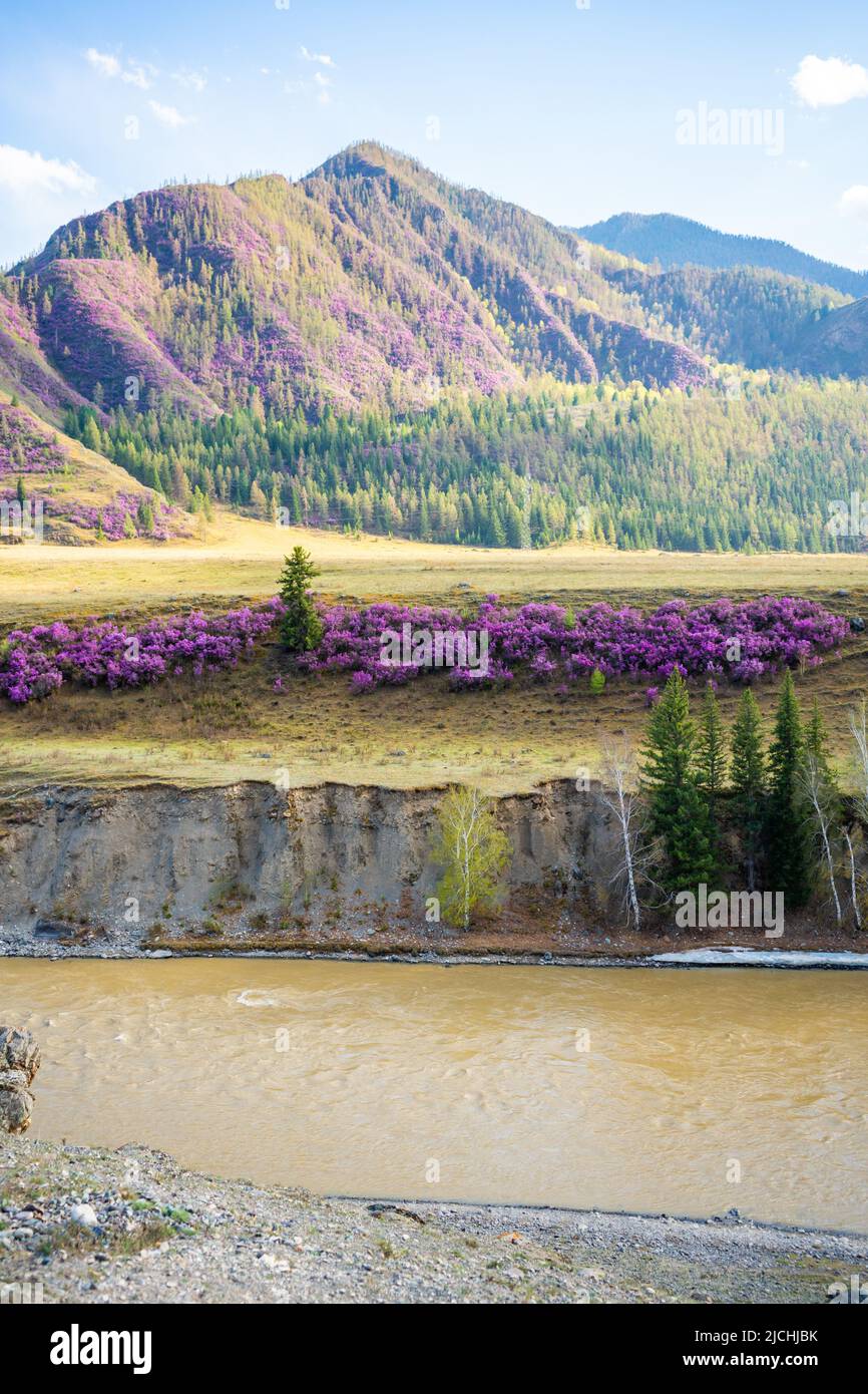 Mountain landscapes with Chui river and spring blooming of pink flowers ...