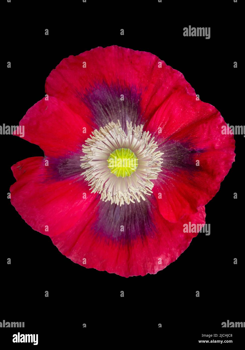 Poppy ‘black beauty’ hi-res stock photography and images - Alamy