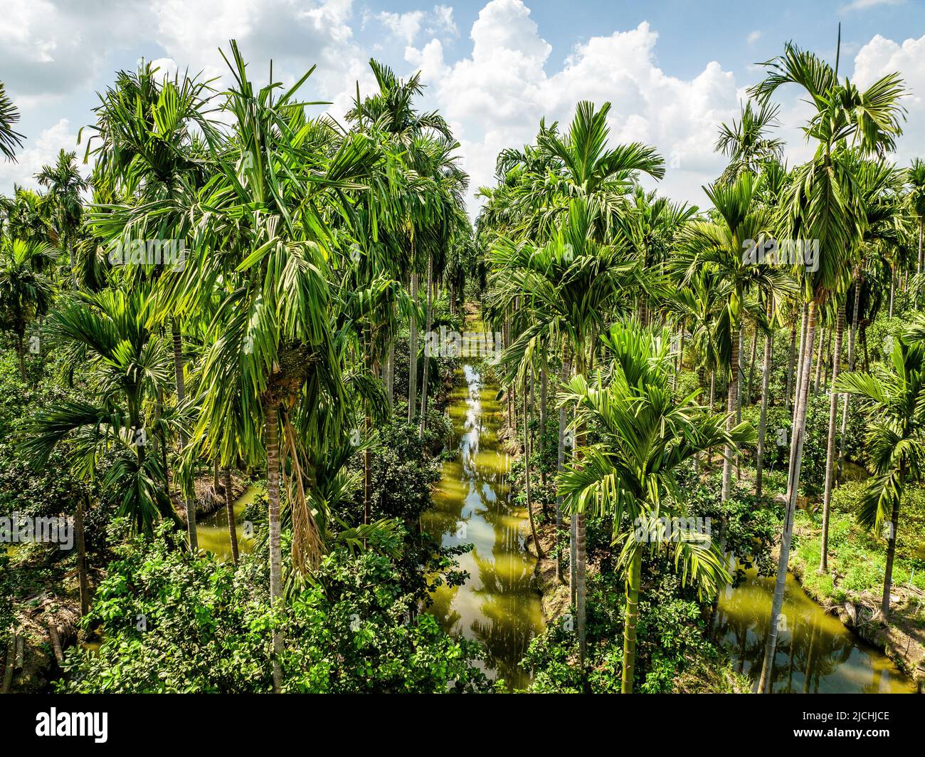 Aerial view of a palm tree plantation, in Nakhon Pathom, Thailand Stock ...