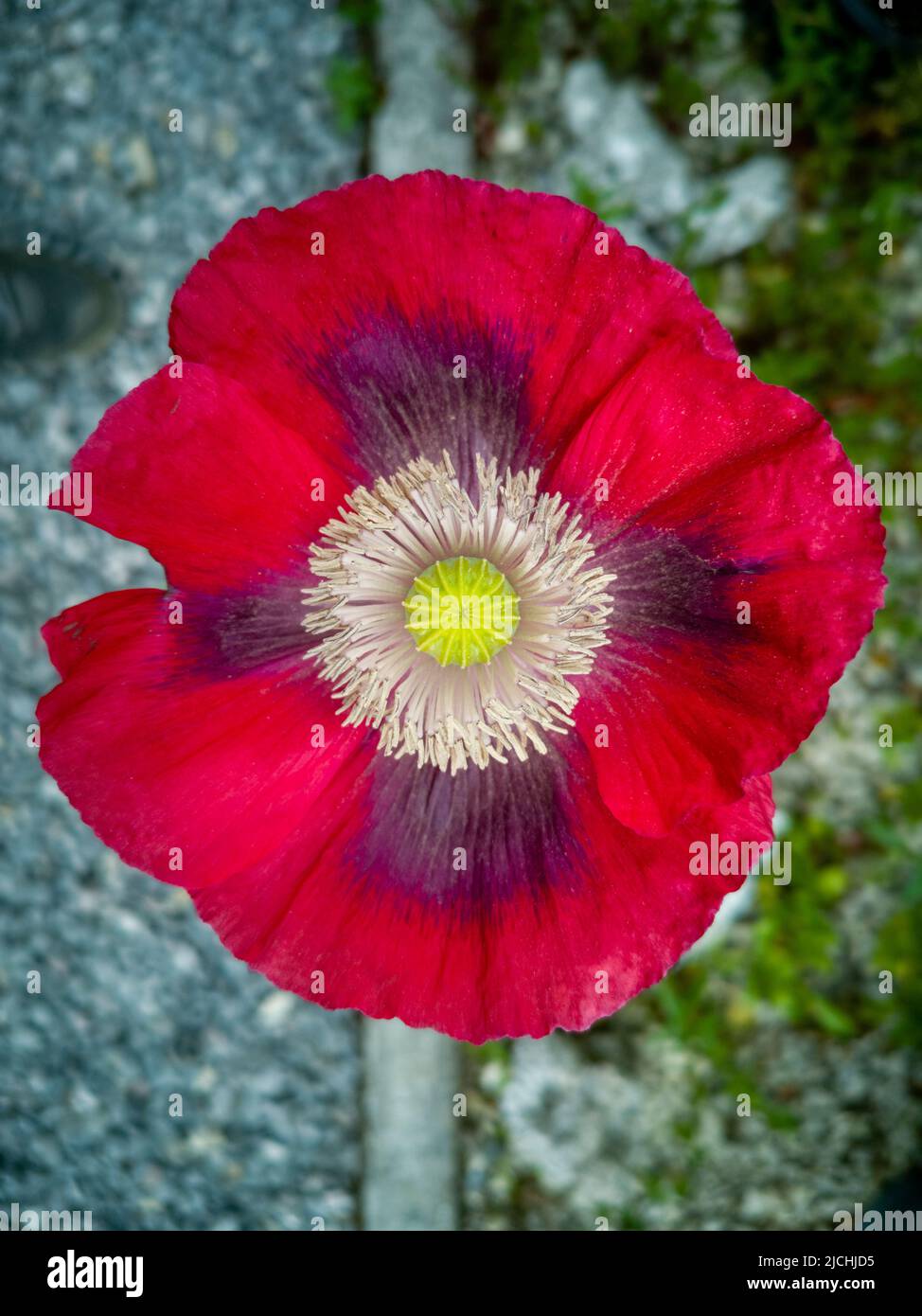 Poppy in the garden as viewed from above Stock Photo - Alamy