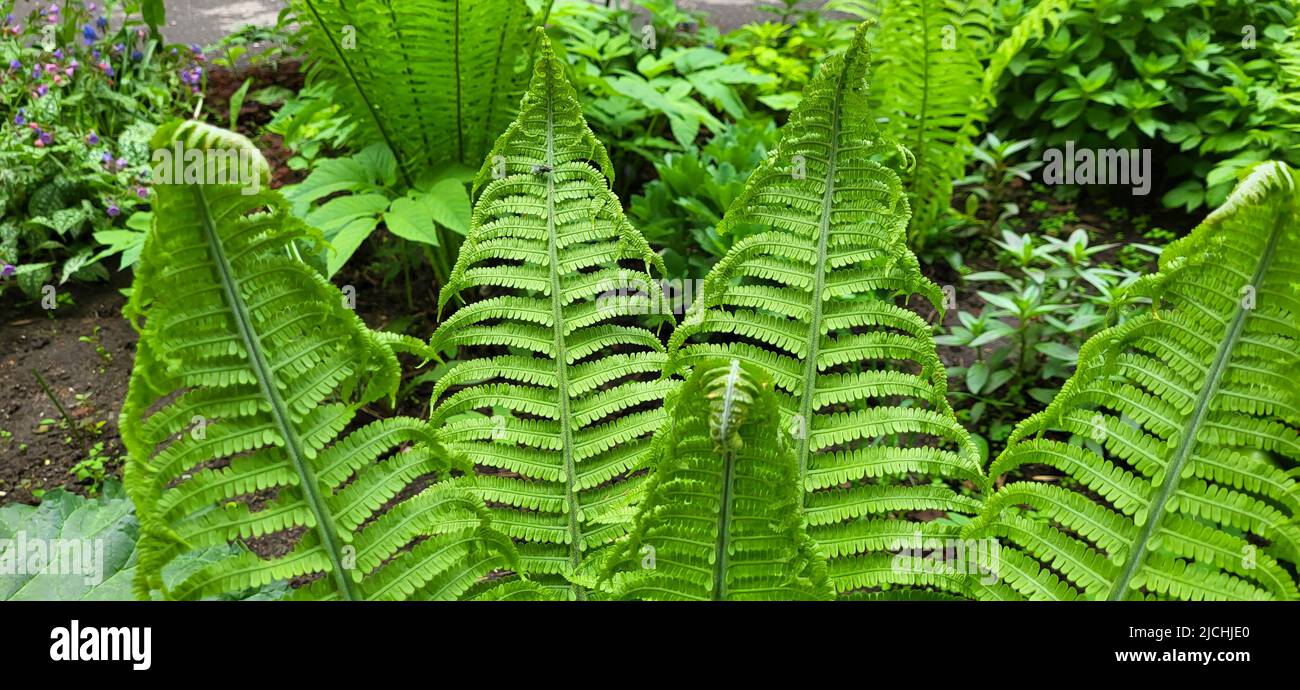 Genus matteuccia hi-res stock photography and images - Alamy