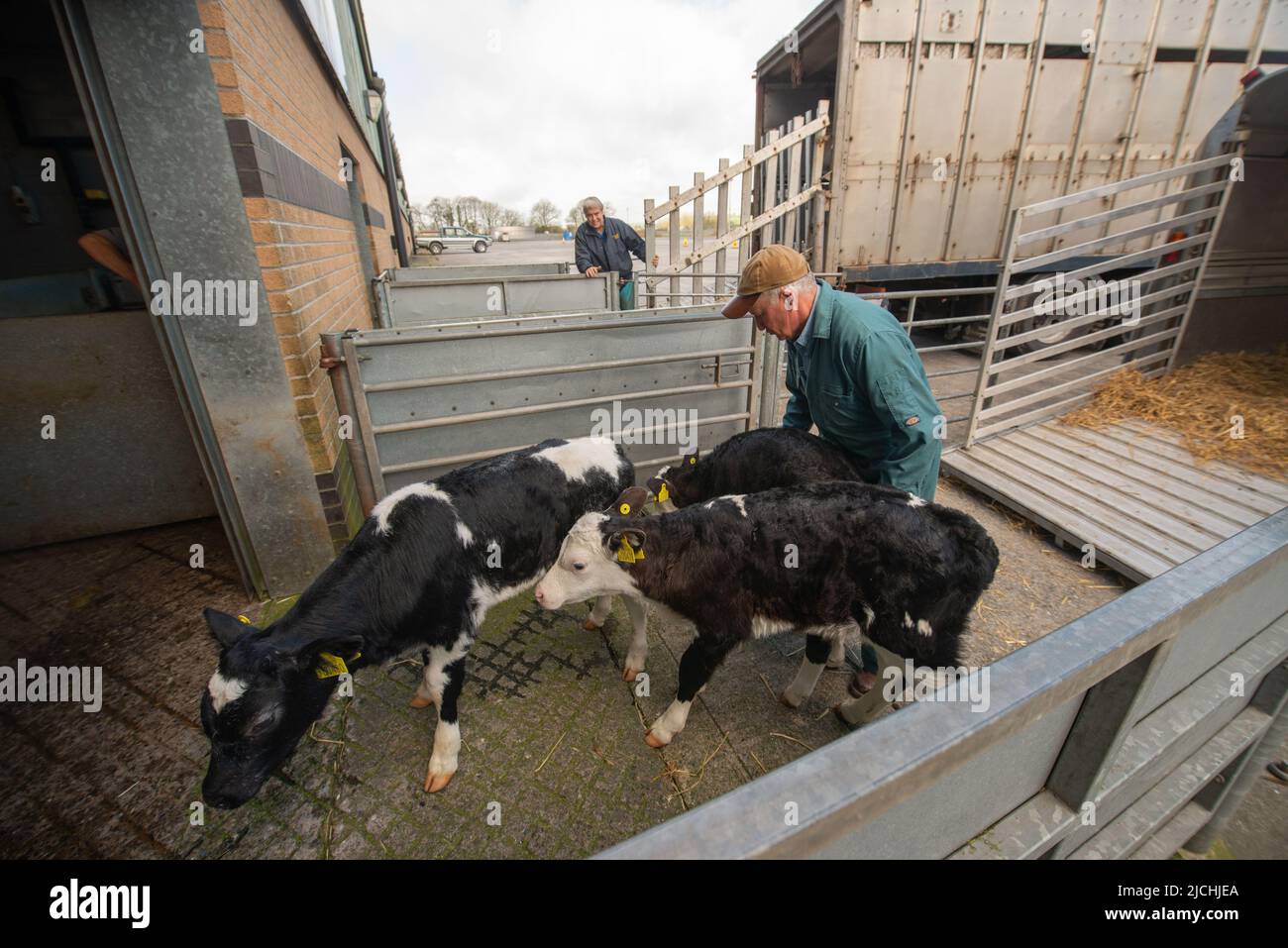 Unloading calves from lorry, Carmarthen Livestock Mart, Wales, UK Stock ...