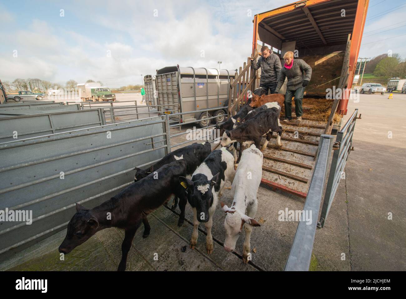 Unloading calves from lorry, Carmarthen Livestock Mart, Wales, UK Stock ...