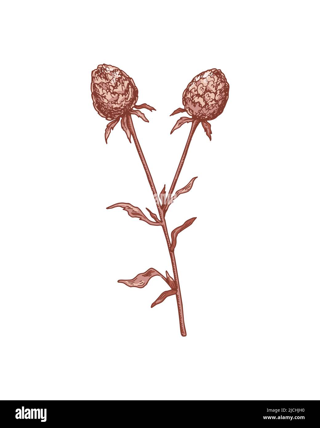 Burdock Plant Drawing
