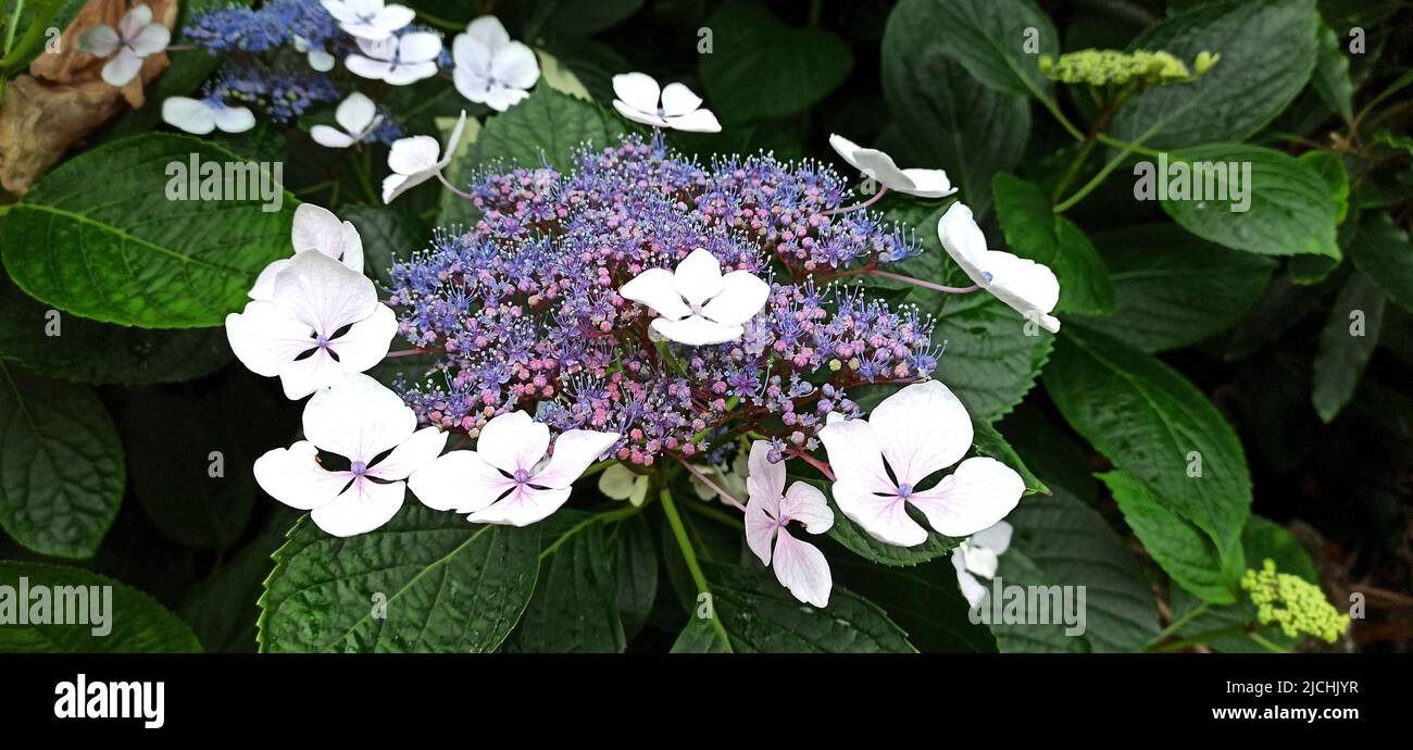 Summer bright flowers in a field at the edge of the forest photography ...