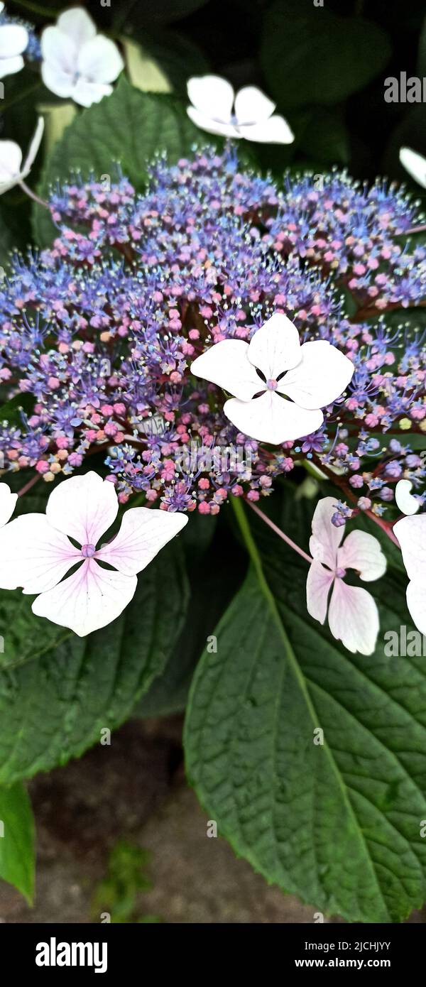 Summer bright flowers in a field at the edge of the forest photography ...