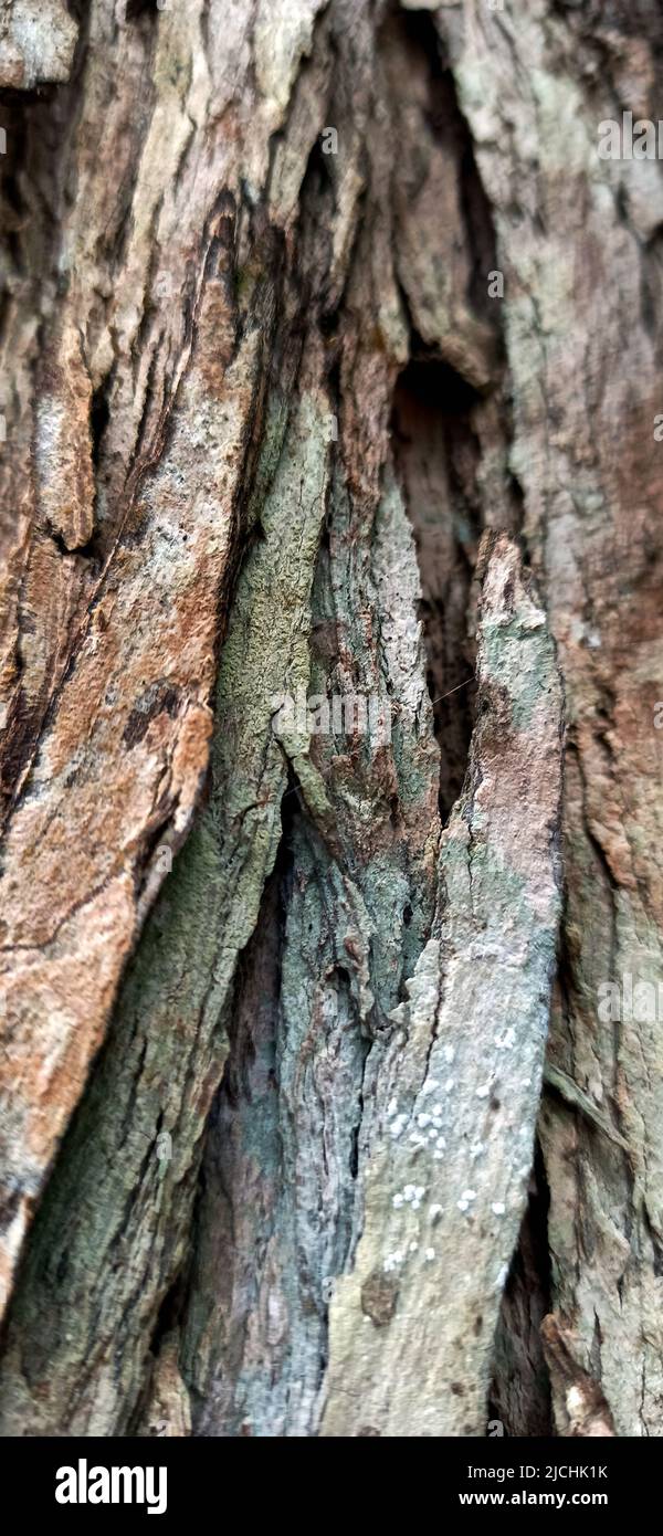 Expressive texture of tree bark after rain from an island in the middle ...
