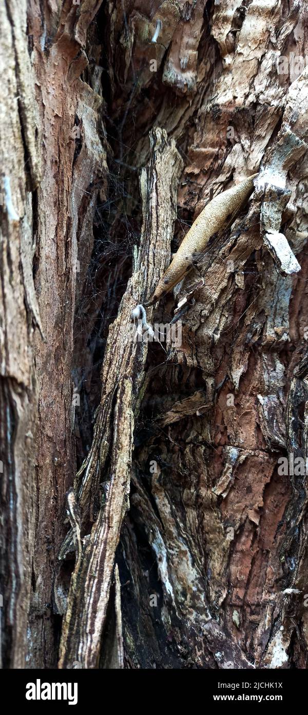 Expressive texture of tree bark after rain from an island in the middle ...