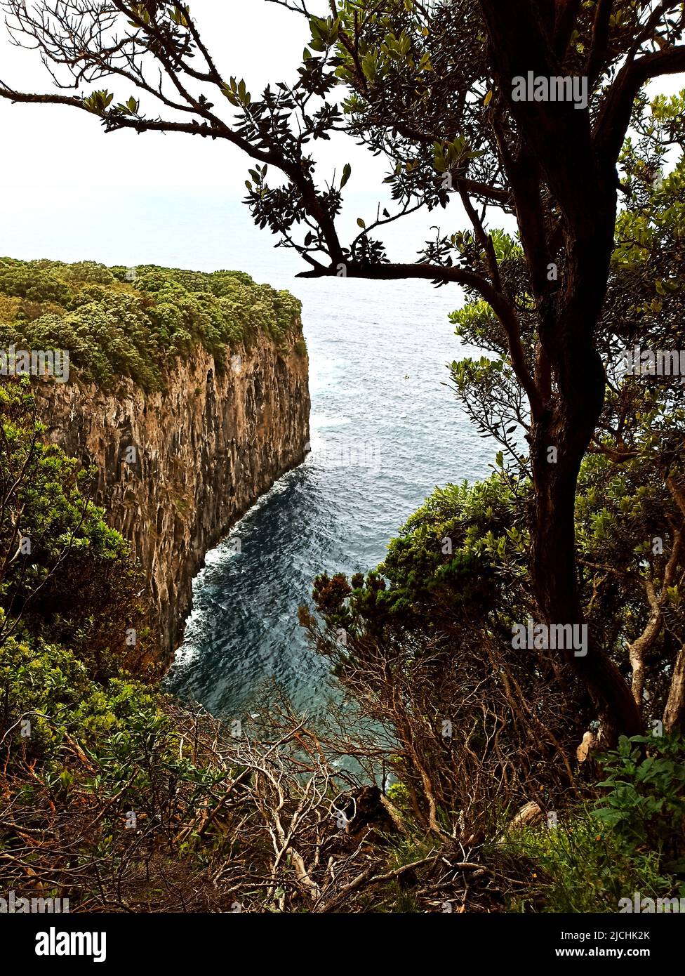 View of the cape from Terceira Island through dense vegetation in the ...