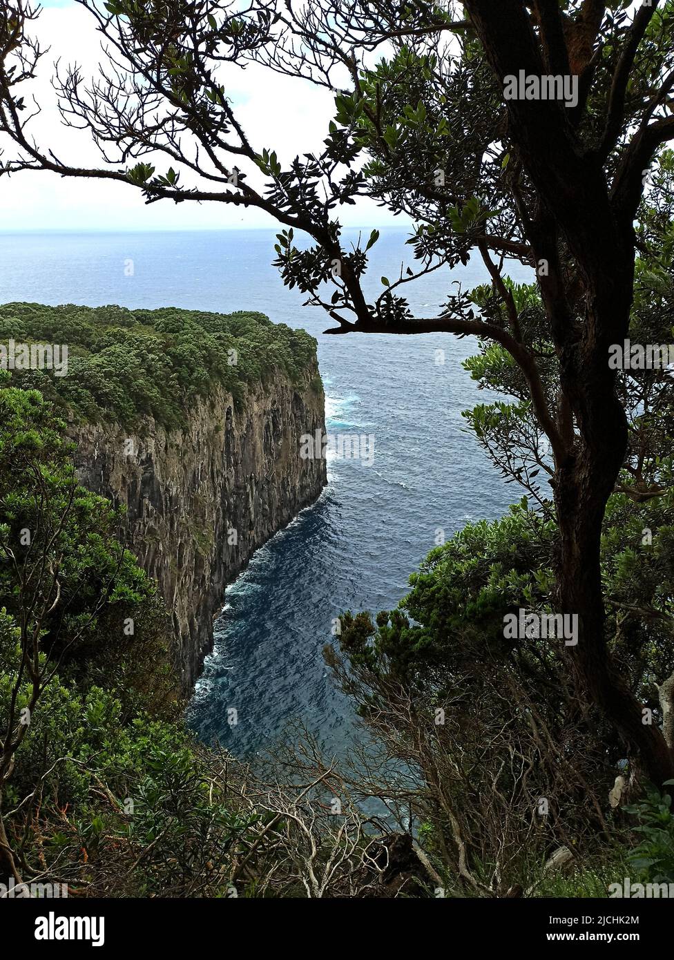 View of the cape from Terceira Island through dense vegetation in the ...