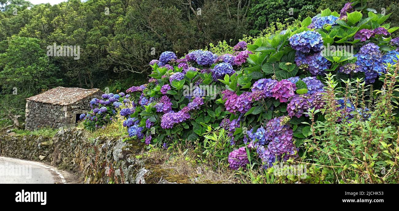 Summer bright flowers in a field at the edge of the forest photography ...