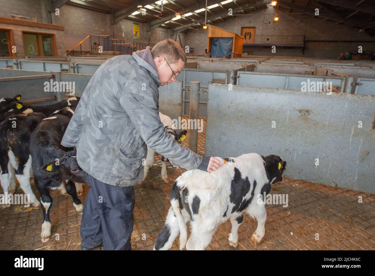 Labelling calves with tickets on arrival, Carmarthen Livestock Mart ...