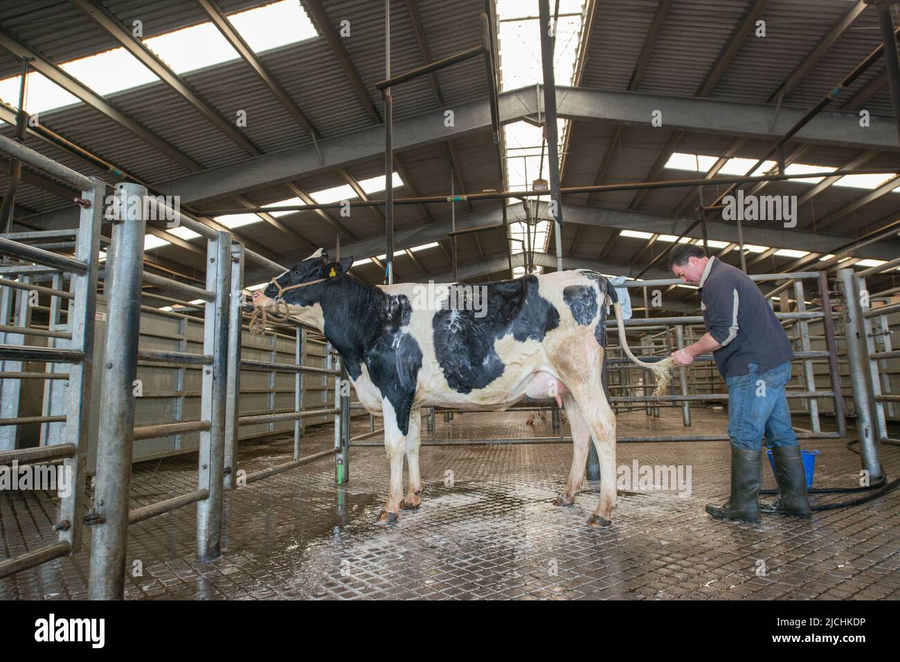 Cleaning livestock hi-res stock photography and images - Alamy