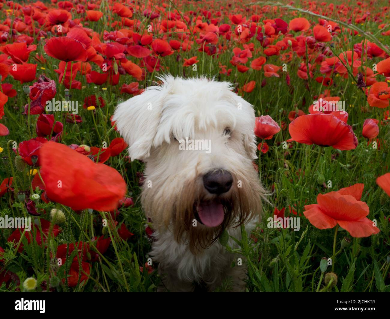 Joyful spring hi-res stock photography and images - Alamy