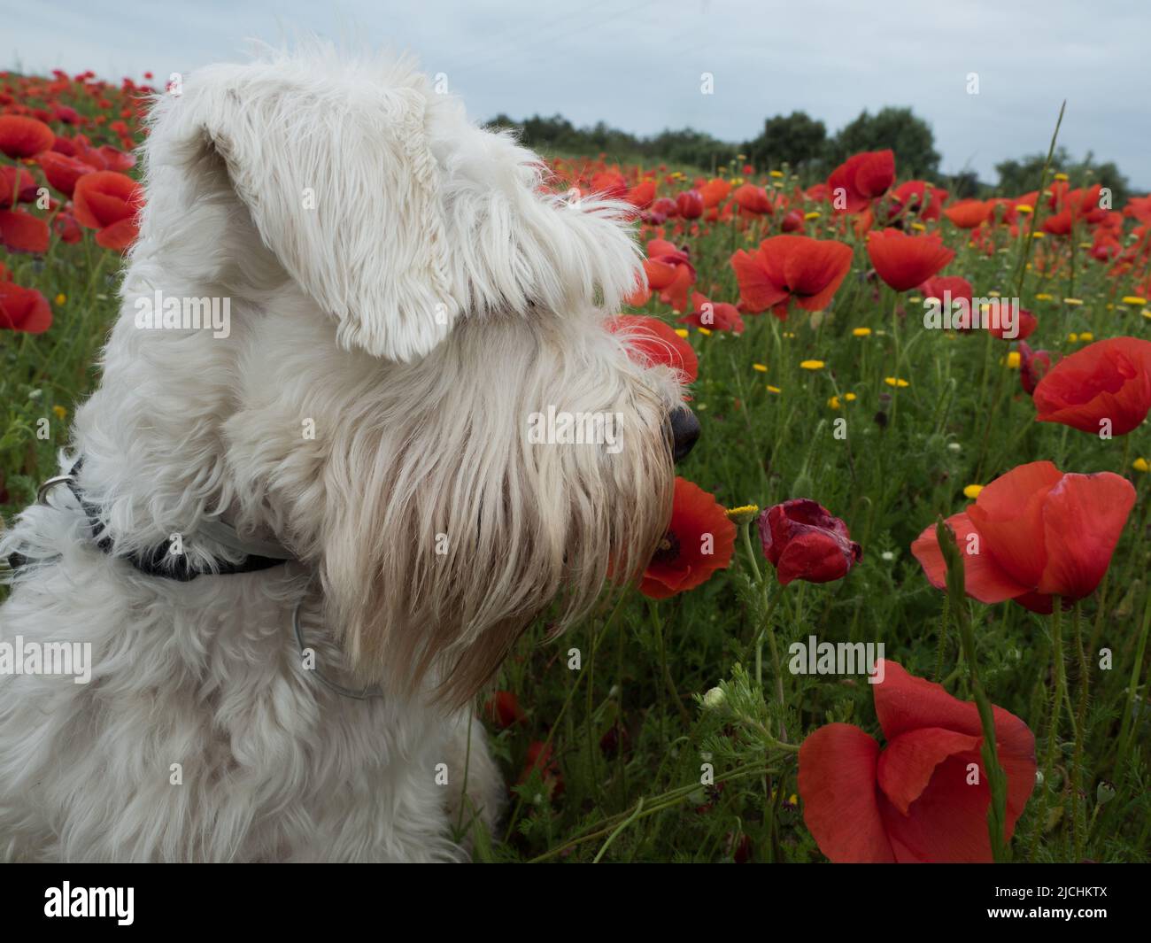 Dog in poppies hi-res stock photography and images - Alamy