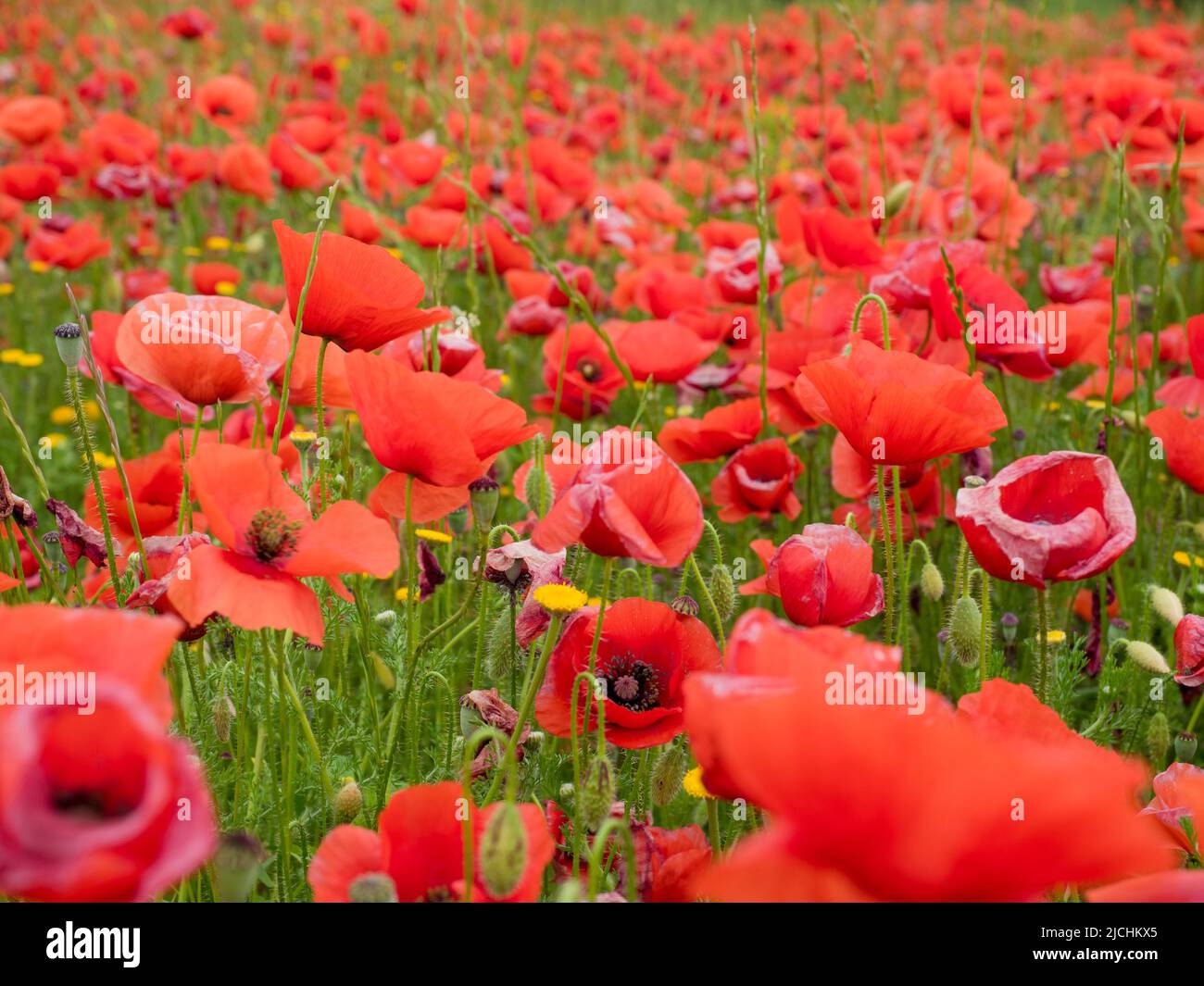 Large red field hi-res stock photography and images - Alamy